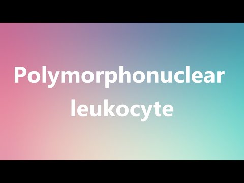 Polymorphonuclear leukocyte - Medical Meaning and Pronunciation