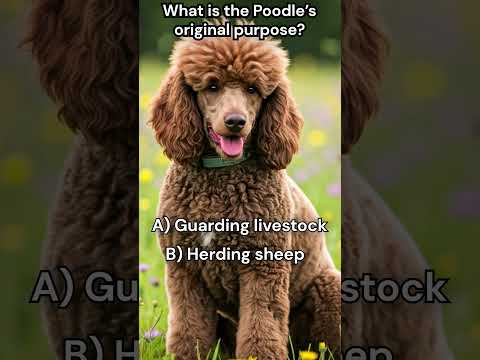 What is the Poodle’s original purpose