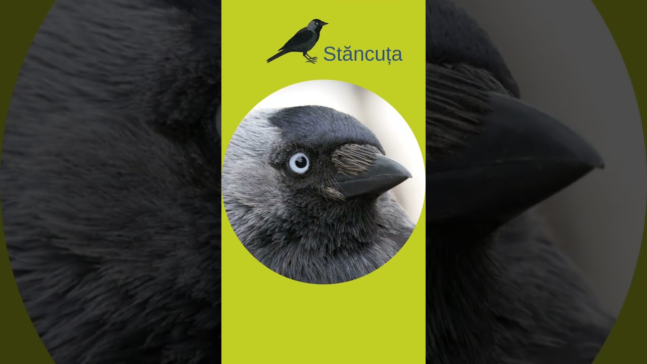 Stăncuța #caleidoscop #păsări #natură #faună #divertisment #inteligente
