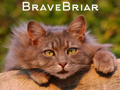 21 Warrior Cat names for YOU!