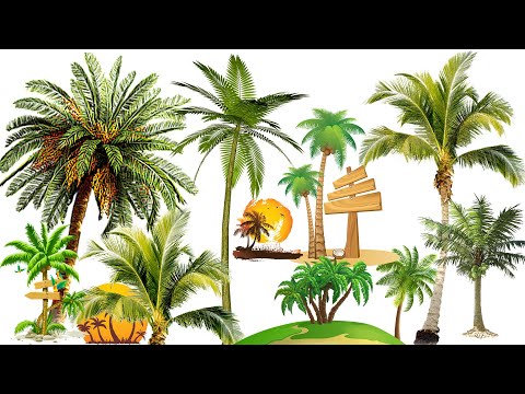 Palm Tree Images Vectors, PNG Free Download