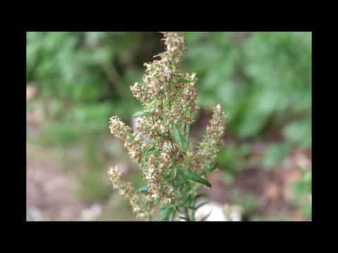 Identifying the UK's Mugwort (Artemisia vulgaris)