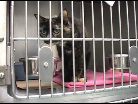 Animal Shelter Documentary