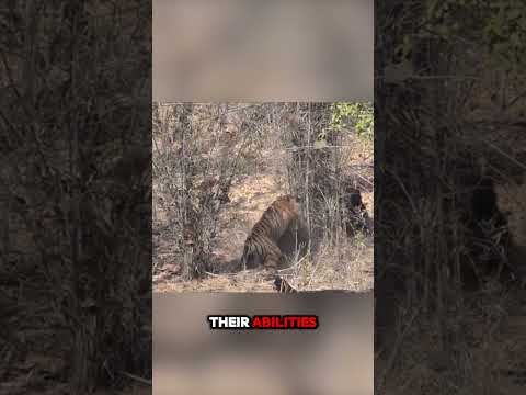 2 Sloth Bears Fight Back Tiger #shorts