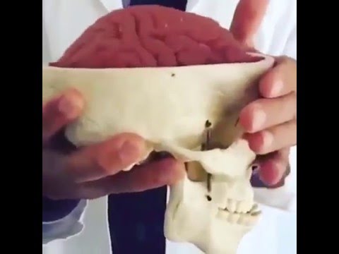 Chronic Traumatic Encephalopathy (CTE)