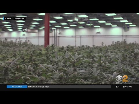 Exclusive: Behind The Scenes At Queens Cannabis Dispensary
