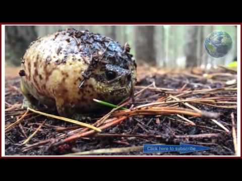 A screaming, puffed-up frog – Why Evolution Is True