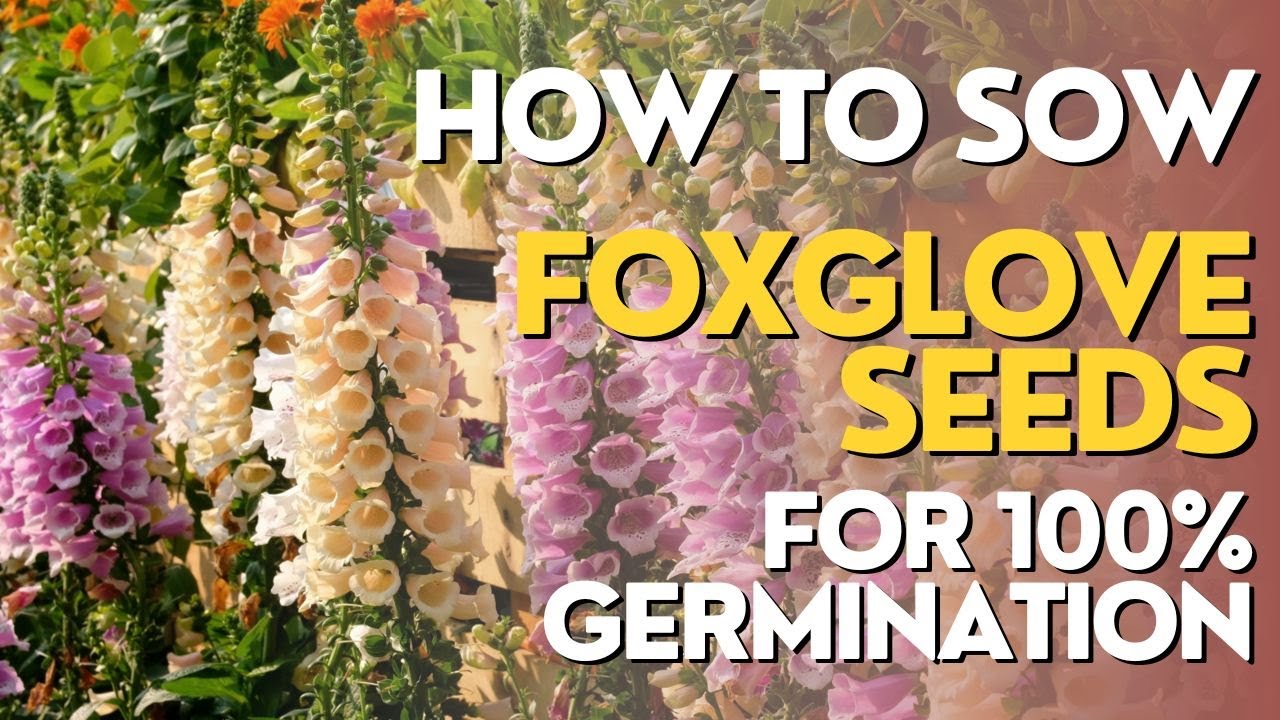How To Grow Foxglove (Digitalis) From Seed To Flower. DIY Step-By-Step Guide & Top Tips