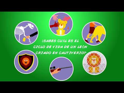 Spanish Version: Life Cycle of a Captive Bred Lion