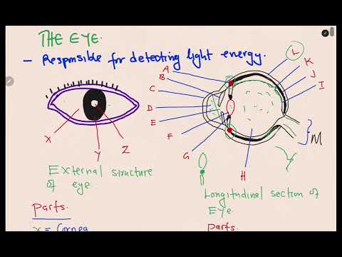 BIOLOGY -THE SENSE ORGANS | THE EYE| SUMMARISED