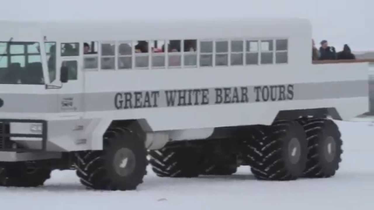 Great White Bear Tours