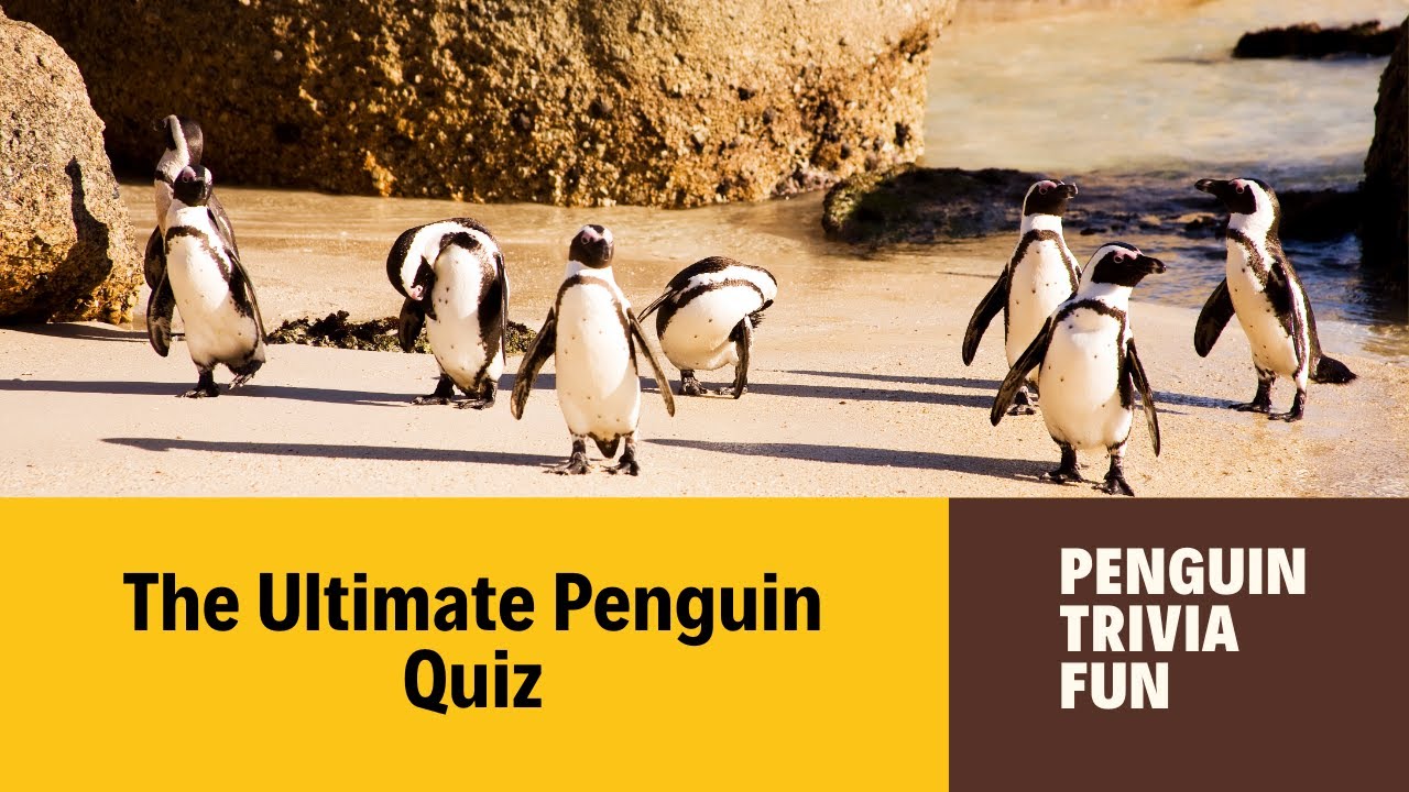 The Ultimate Penguin Trivia Quiz 🐧❤️ || #penguins #trivia #quizzes