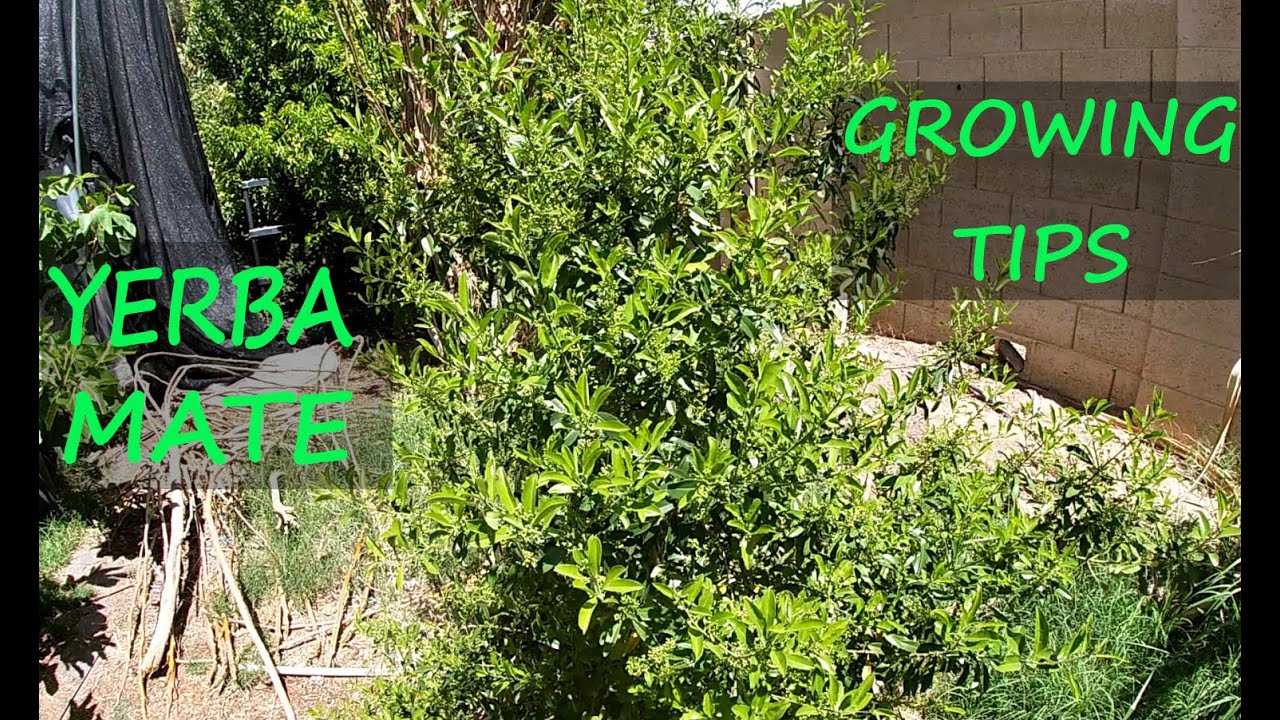 Grow Your Own Source of Caffeine | Growing Yerba Mate