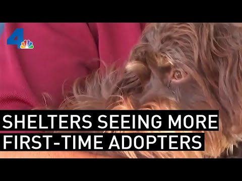 Animal Shelters Seeing More First Time Pet Owners, Now Is the Perfect Time to Adopt | NBCLA
