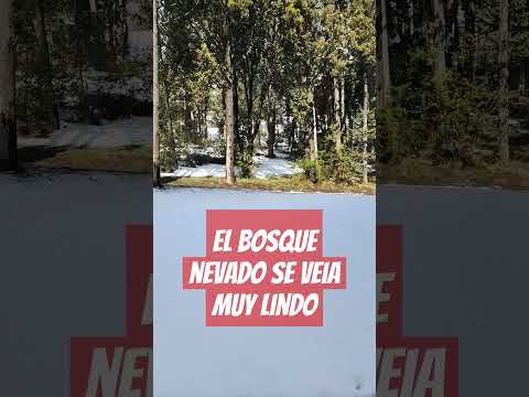 How to say "THE SNOWED FOREST" in Spanish #shorts #snow #spanish