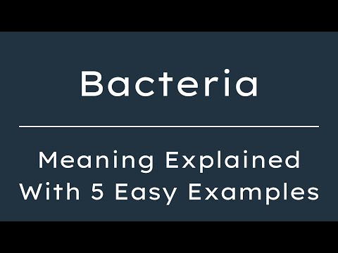 What Does Bacteria Mean? Bacteria Meaning in English With 5 Example Sentences