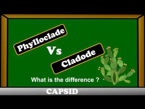 Phylloclades vs Cladode Video Lecture - NEET
