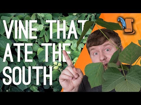 Kudzu History: The Vine That Ate The South