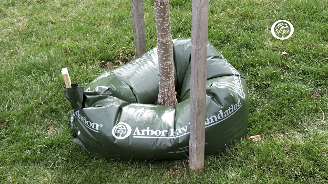 Ask an Arborist: How do I Know if my Trees Need Water?