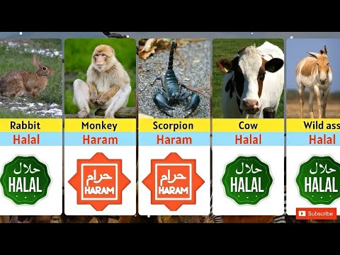 List of Halal and Haram Animal Meats in Islam | #halal #haram #animals