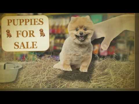 Sold A Pup | The Checkout
