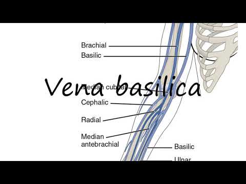 How to Pronounce Vena basilica?