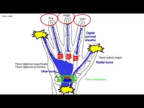 Synovial flexor sheaths in the palm
