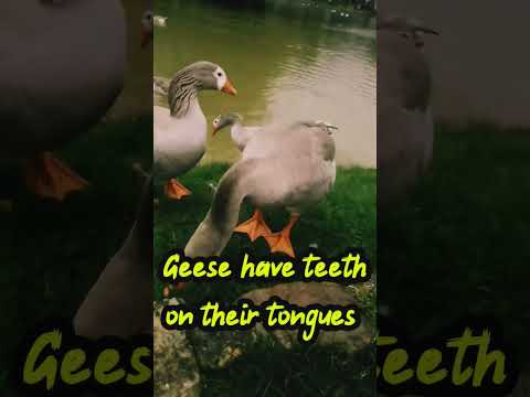 π₯π₯Geese have teeth on their tongue π₯π₯#factism #shorts