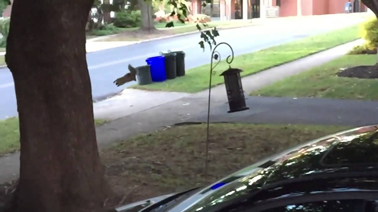 Epic Slo-mo Squirrel Jump