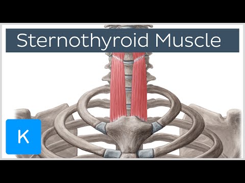 Sternothyroid Muscle Origin and Insertion - Human Anatomy | Kenhub