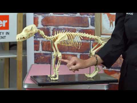 Canine Anatomy and Dog Grooming