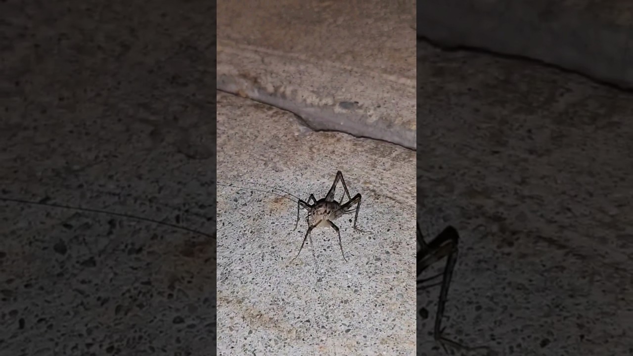 🔴Spider cricket AKA camel 🕷 cricket spotted: are they deadly?