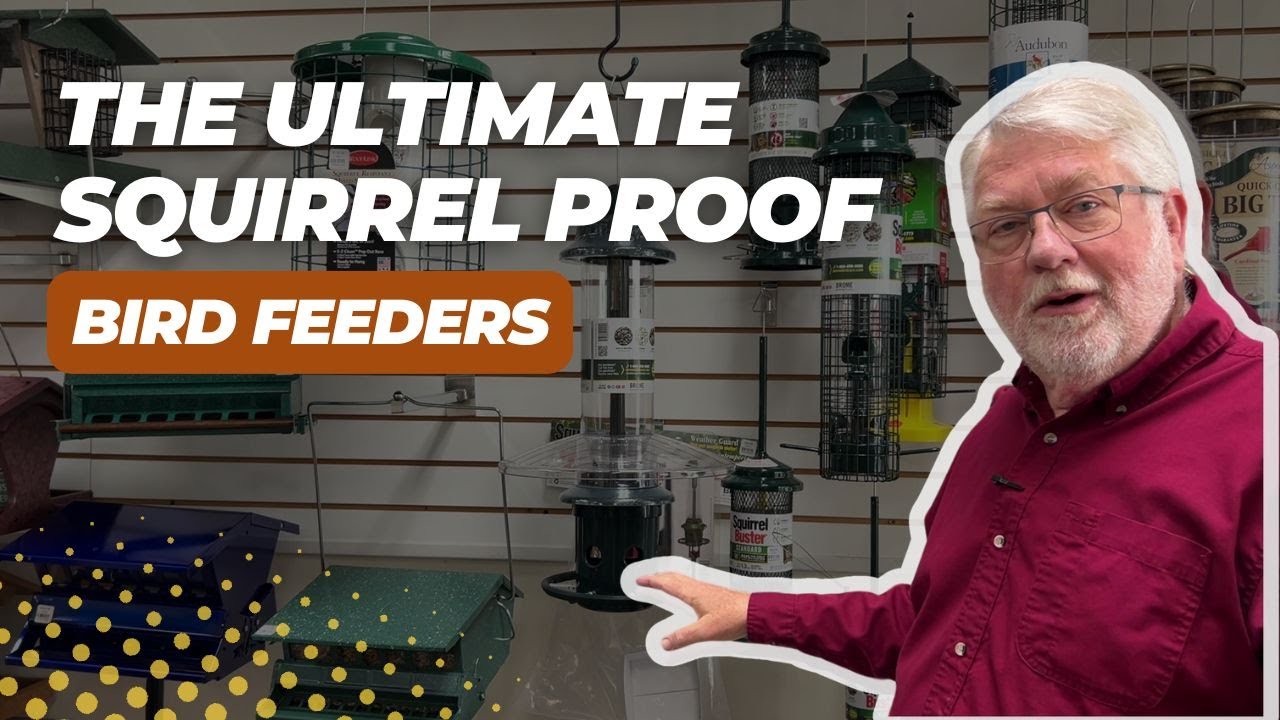 The Ultimate Squirrel-Proof Bird Feeders