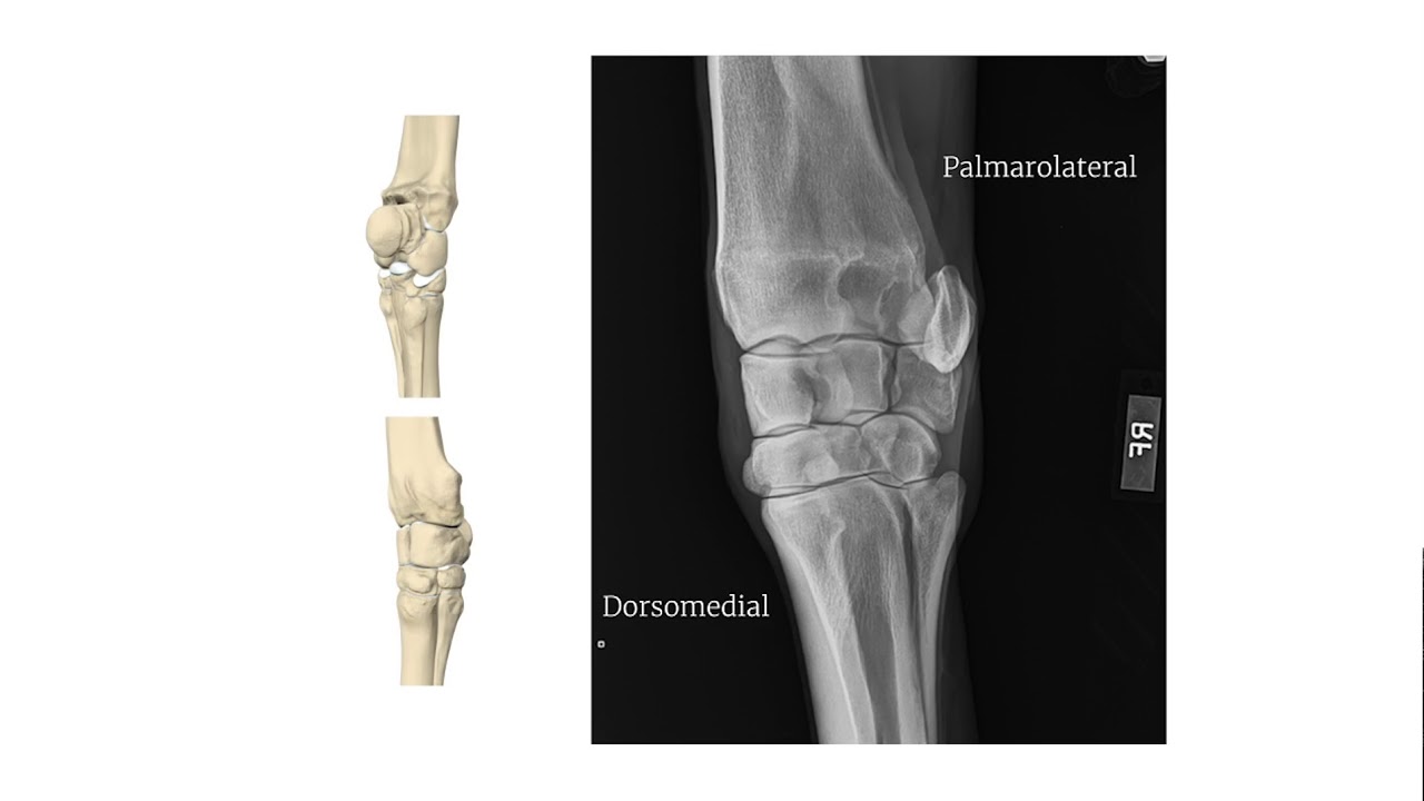 Radiology – DLPMO view intro