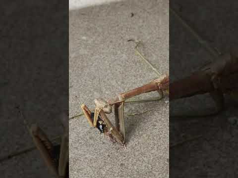 I gave the praying mantis a beetle as a Thankyou and he loved it
