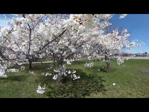Virtual Tour: Brampton – Joyce Archdekin Park Cherry Blossoms – Richard ...