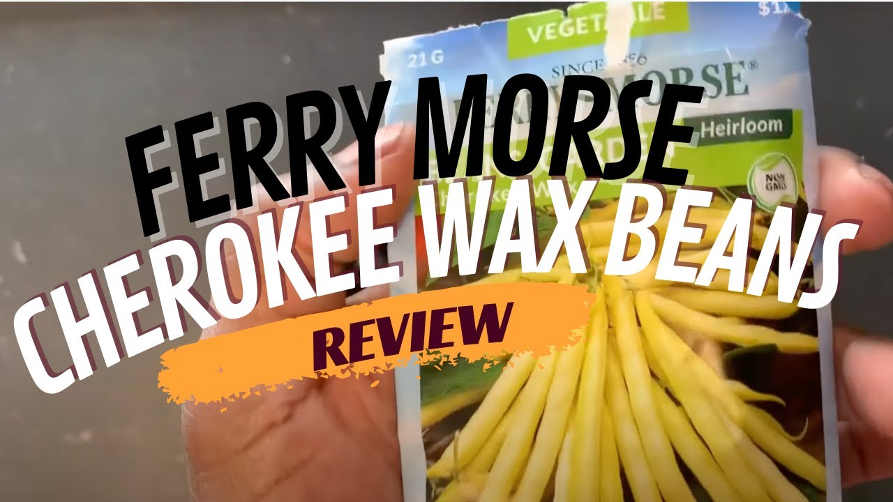 FINALLY A SEED REVIEW | Ferry Morse Cherokee Wax Beans