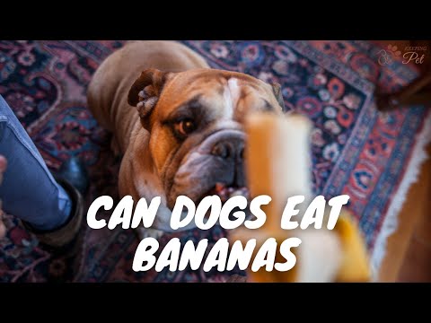 Can dogs eat bananas? Is Banana Good for Dogs?