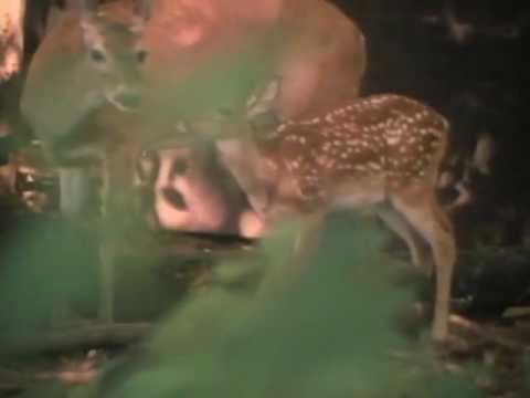 Deer - Mr. Wizard's Safari