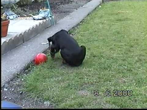 DOBERMAN  PUPPY MAX NICKNAME MADMAX acting daft chewing bricks again filmed on sony handycam