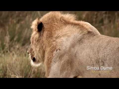 Wildlife in in Swahili--Episode 1. Wanyama wa Serengeti (4K)