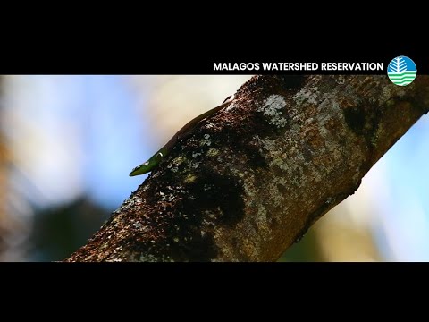 PA Series: Malagos Watershed Reservation