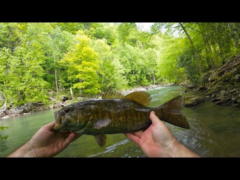 This mountain creek was loaded with SMALLIES!!! (Found the honey hole) | ISHTECH HELLGRAMMITE! |