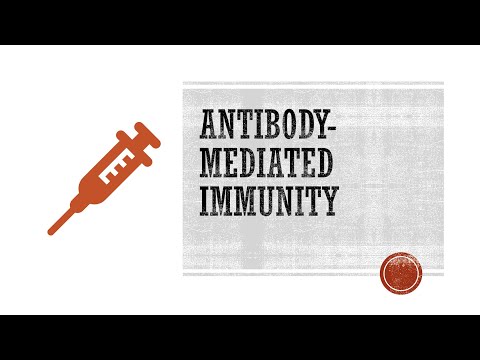 Antibody-Mediated Immunity