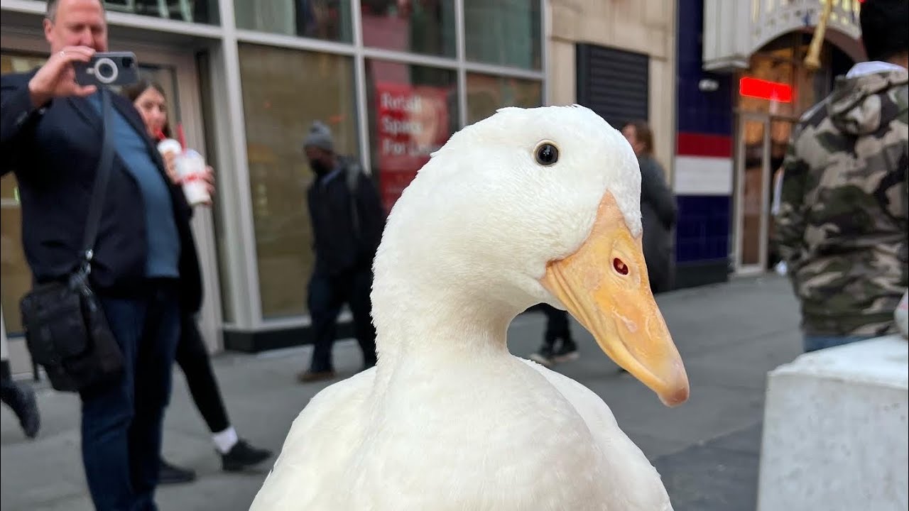 i took my duck to Times Square NYC