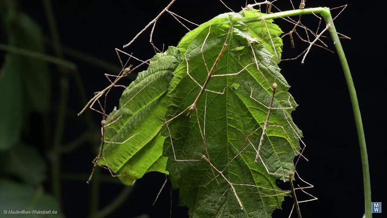 speed them up!  baby stickinsects in motion