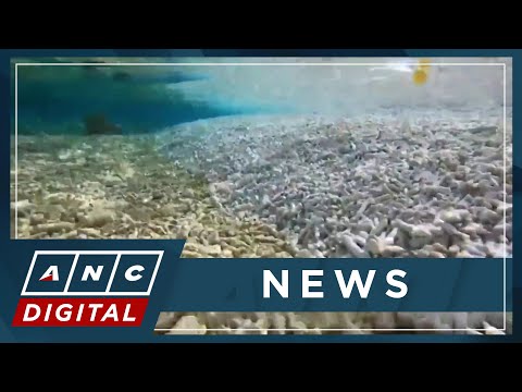 BFAR: Marine resources in WPS may be affected by damage to Rozul reef, Escoda shoal | ANC