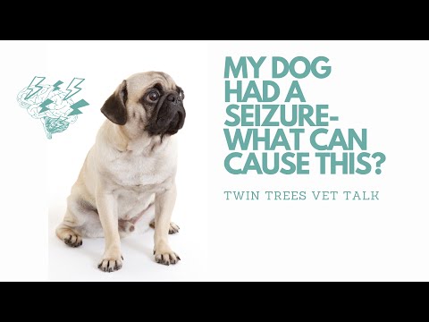 Q) My Dog Had a Seizure. What Can Cause This? What Can Help Him? │ Twin Trees Vet Talk
