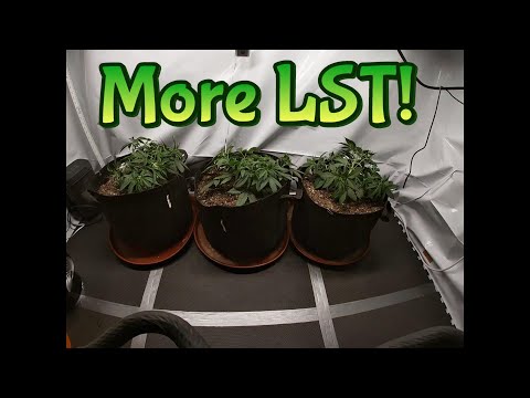 Week 3 Staggered Grow (More LST)