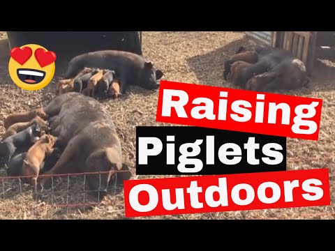 Getting into BREEDING and raising PIGS outdoors WITHOUT confinement